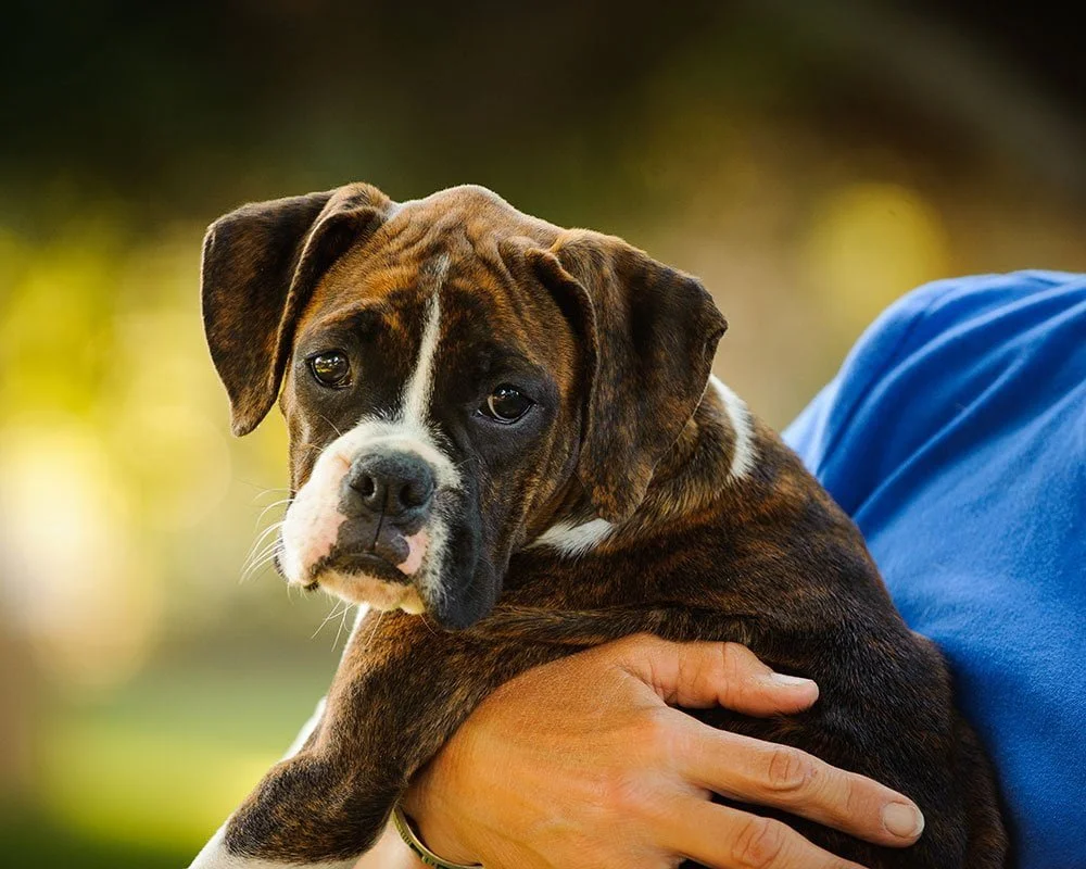 Boxer - Raças de Cães Grandes - Cão Nosso - Treino Canino