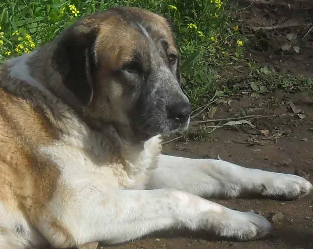 Es El Rafeiro Do Alentejo Considerado Agresivo