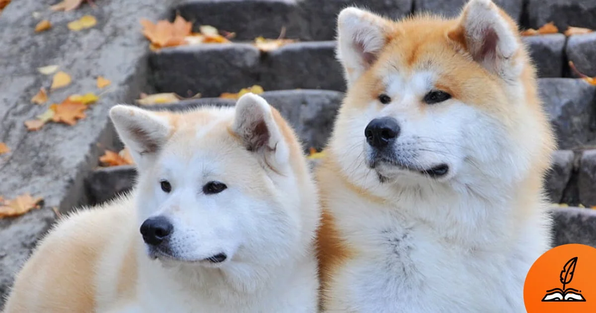 Tabela De Racas De Caes Cão Guia: Curiosidades Que Você Não Sabia!